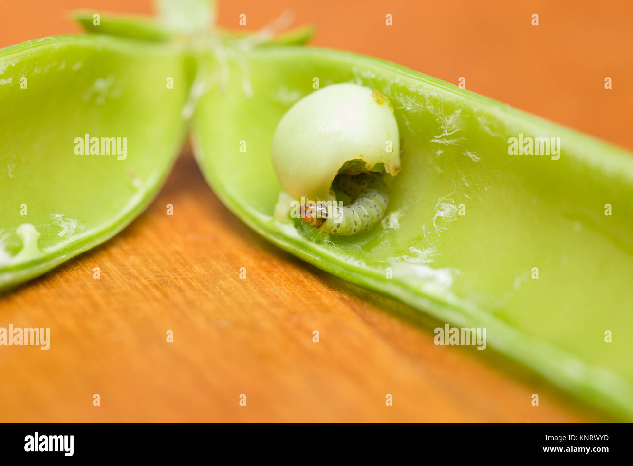 Pea moth larva Stock Photo - Alamy