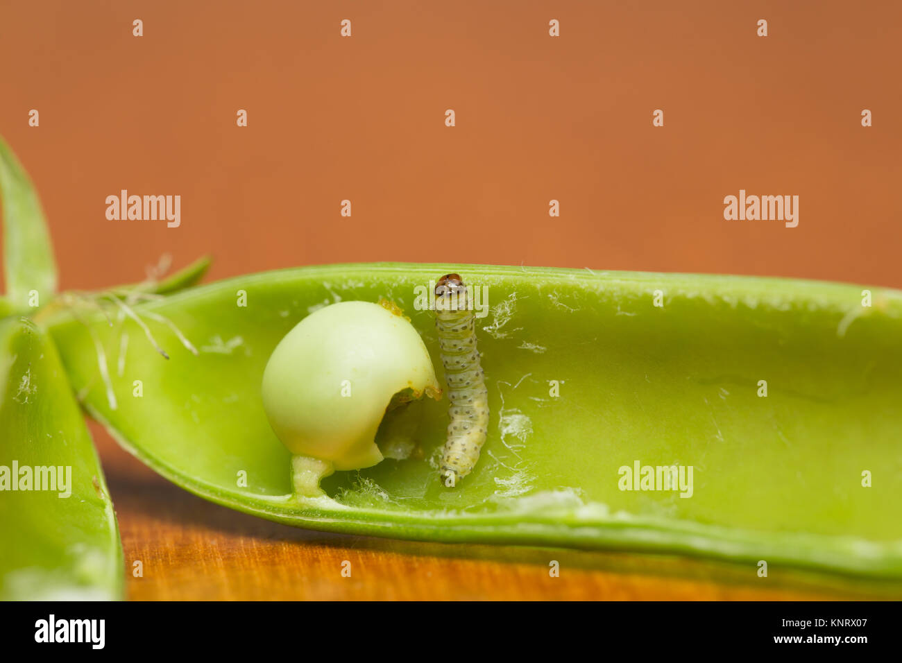 Pea moth larva Stock Photo - Alamy