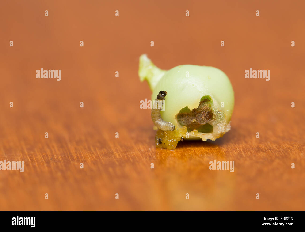 Pea moth larva Stock Photo - Alamy