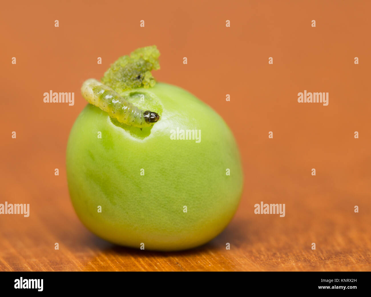 Pea moth hi-res stock photography and images - Alamy