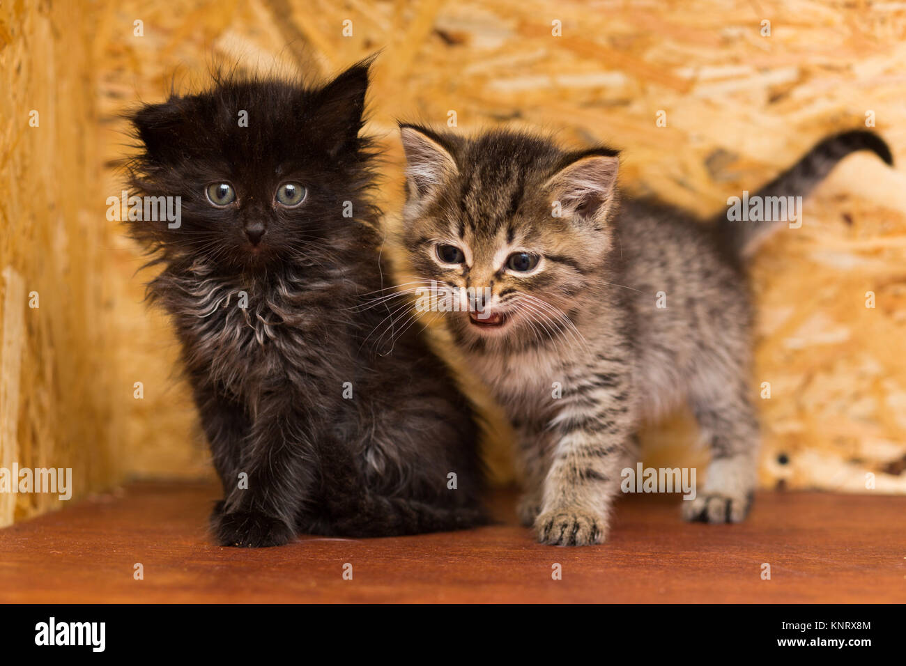 Two small mongrel kittens, gray and black Stock Photo - Alamy