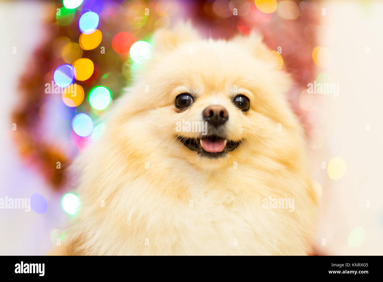 Dog of the breed Pomeranian Spitz beige with a funny face on the ...