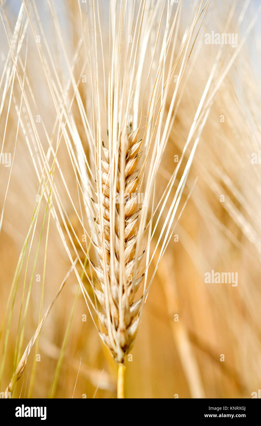 Portrait of ear of wheat hi-res stock photography and images - Alamy