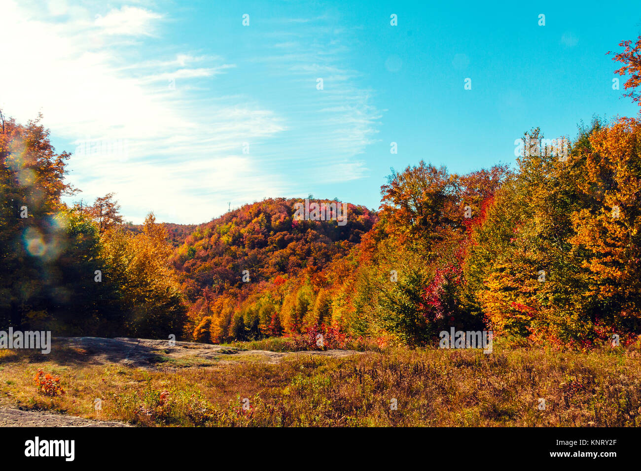 Boreal forest in Canada Stock Photo - Alamy