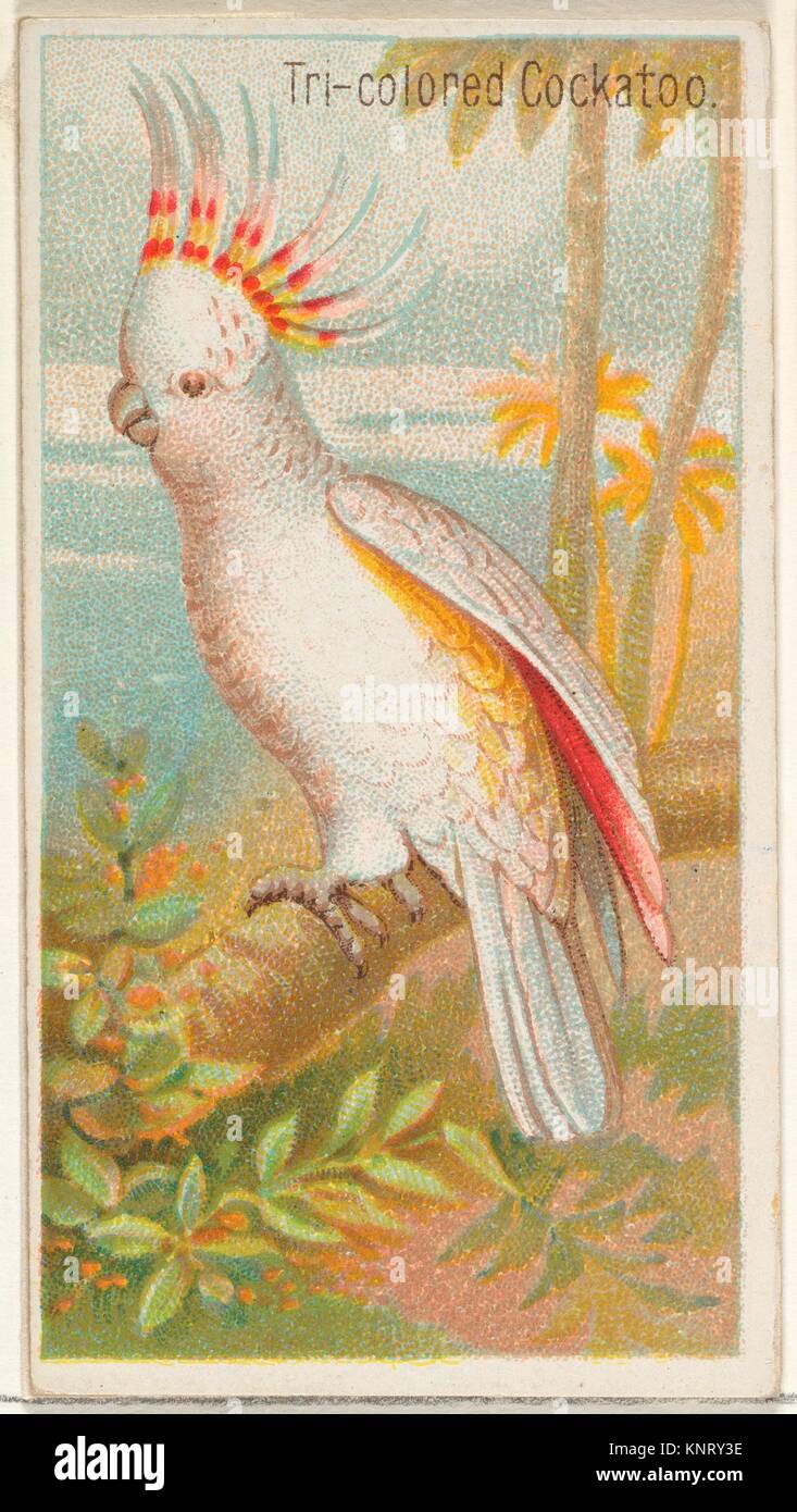 Tri colored cockatoo hi-res stock photography and images - Alamy