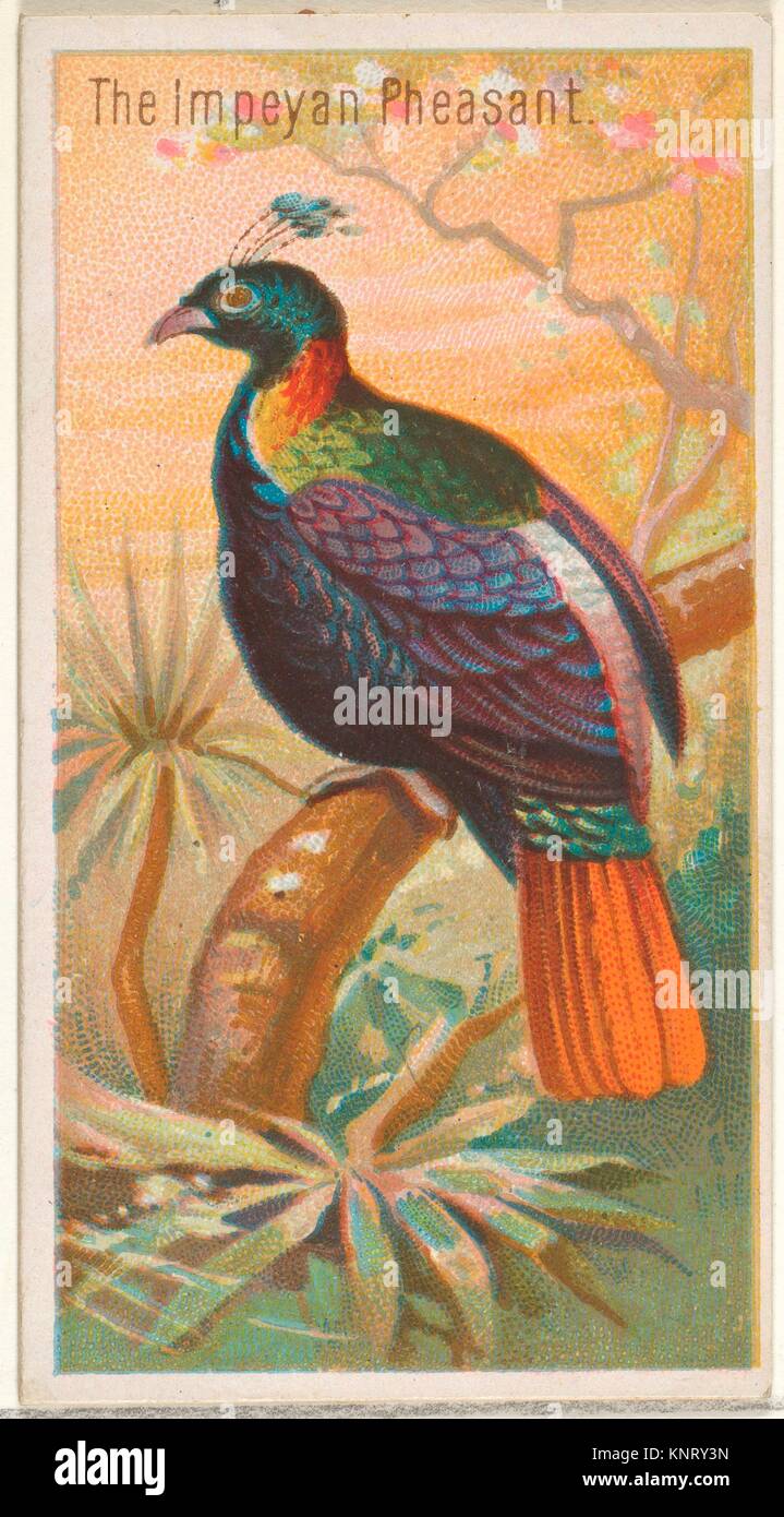 Impeyan pheasant hi-res stock photography and images - Alamy