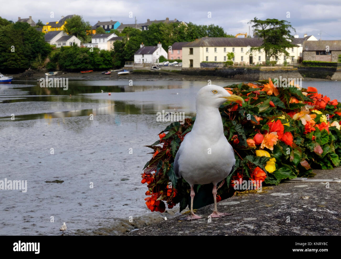 Kinsale Ireland High Resolution Stock Photography and Images - Alamy