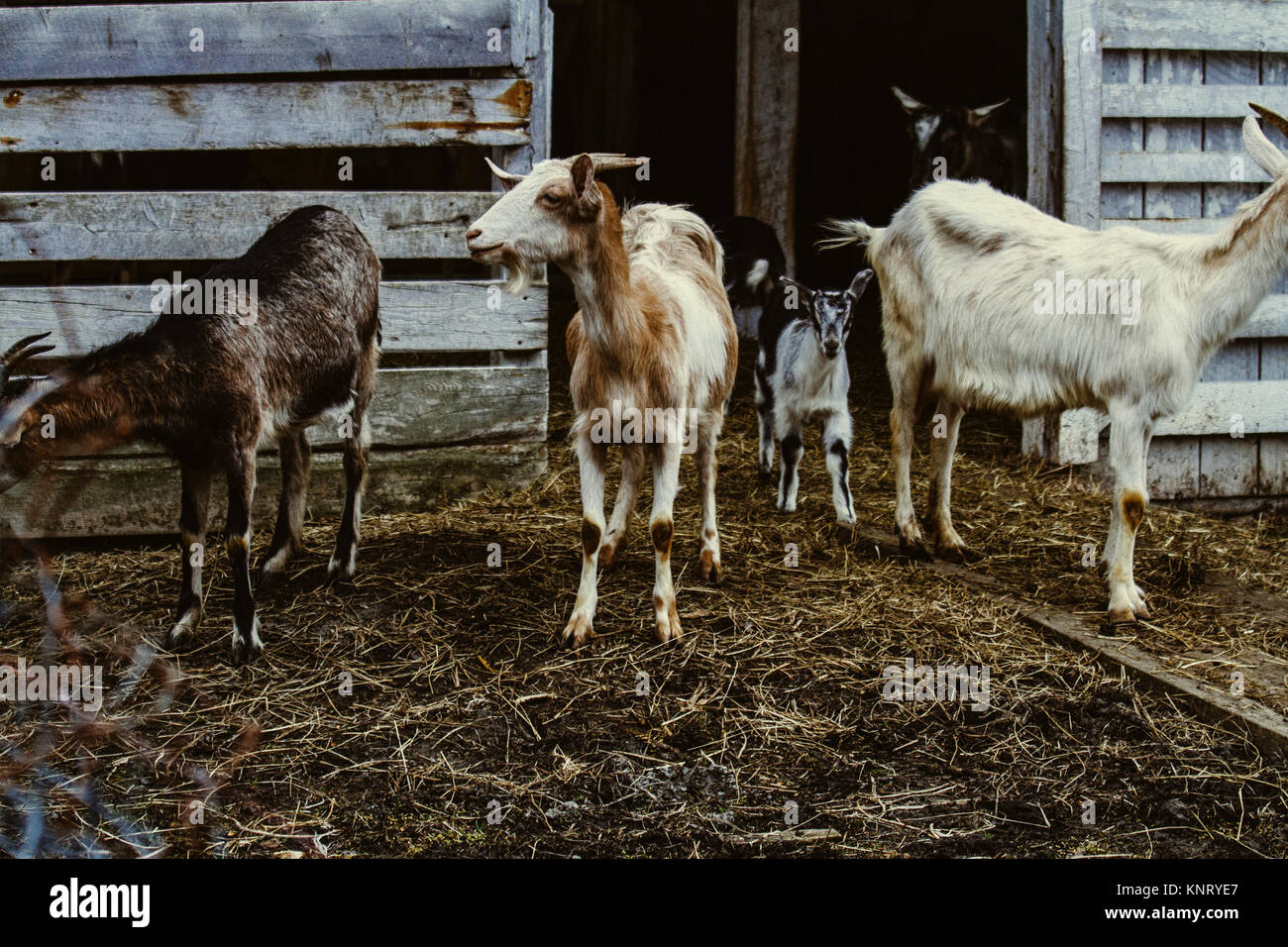 Goat family hi-res stock photography and images - Alamy