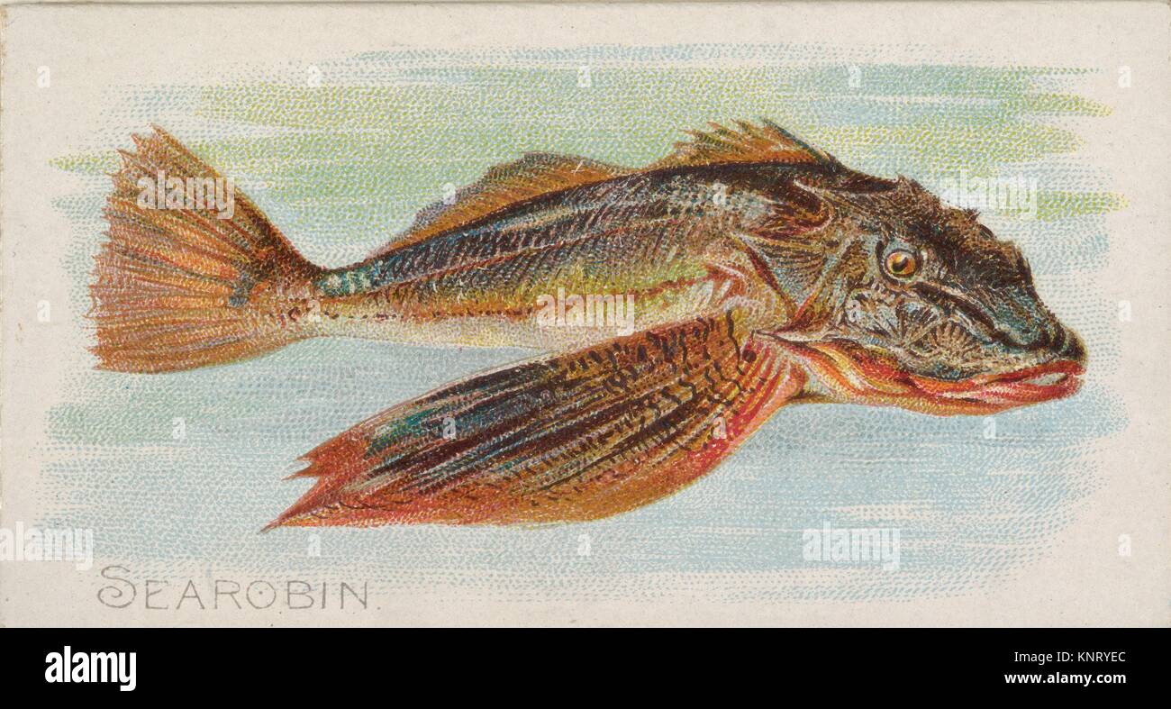 Sea robin hi-res stock photography and images - Alamy
