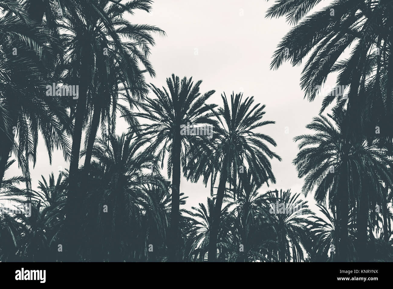 Palm tree shapes hi-res stock photography and images - Alamy