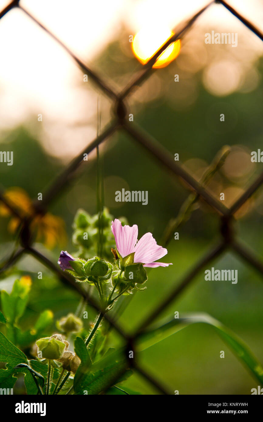 Plant trapped hi-res stock photography and images - Alamy