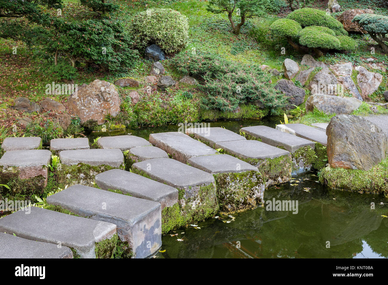 Mammoth set of smooth grey stepping-stones encrusted in moss, lichen ...