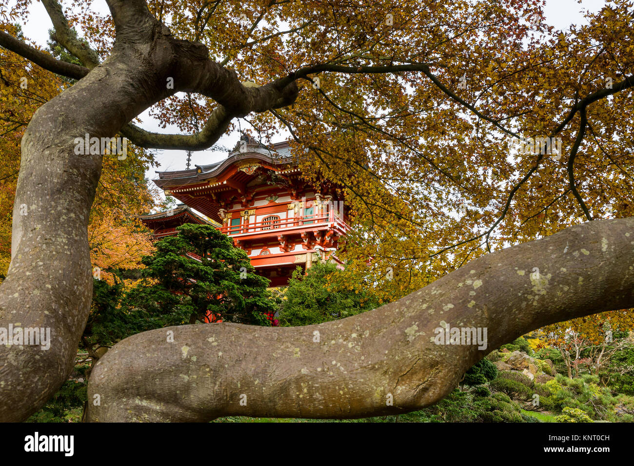 Japanese temple framed by curving trunks of Japanese maples (Acer ...