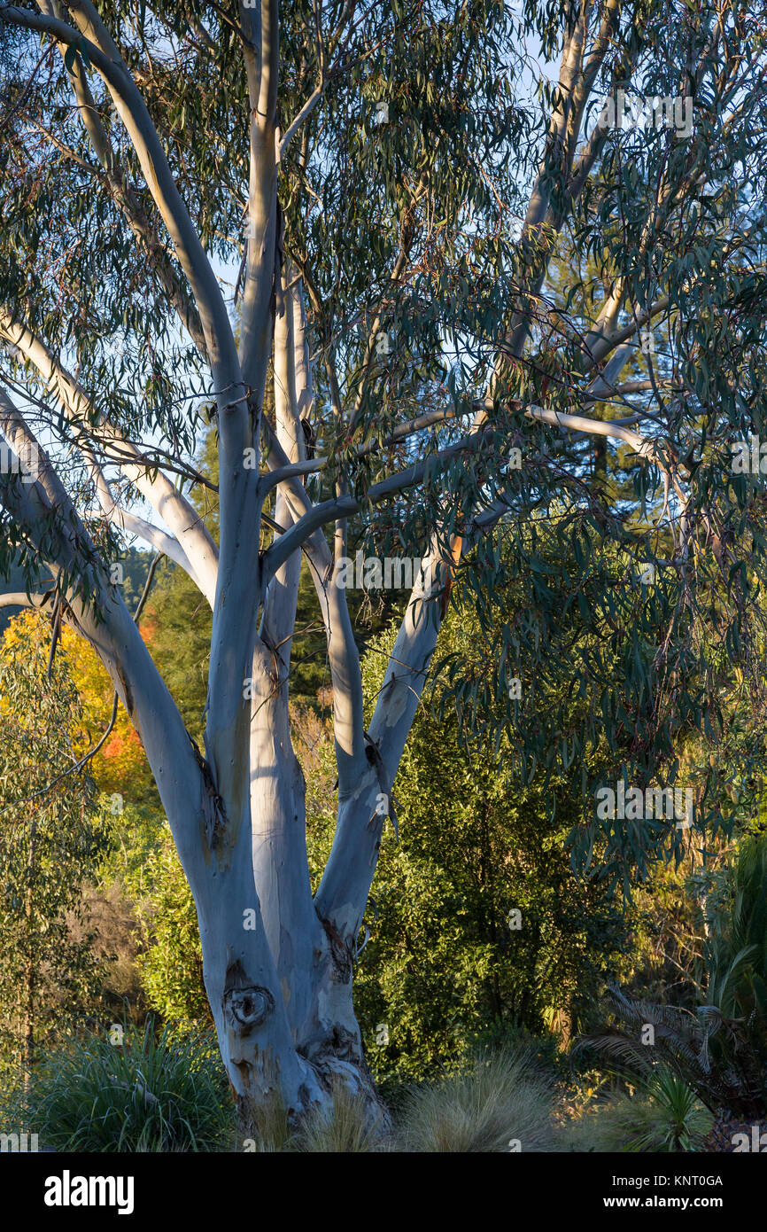 Snow gum, Eucalyptus pauciflora Stock Photo - Alamy
