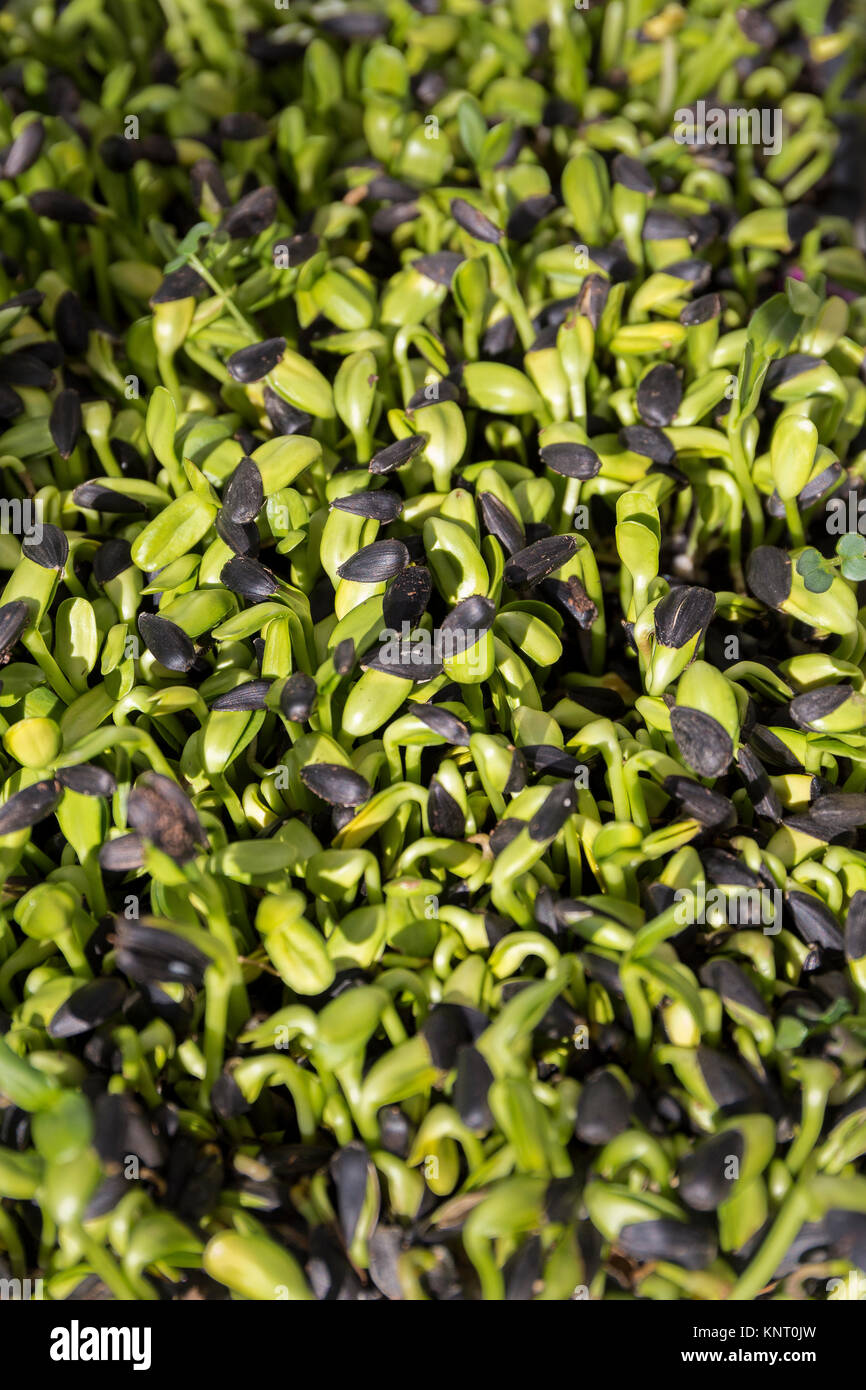 Sunflower sprouts on the Lifefood Gardens stall at the Ecology Center ...