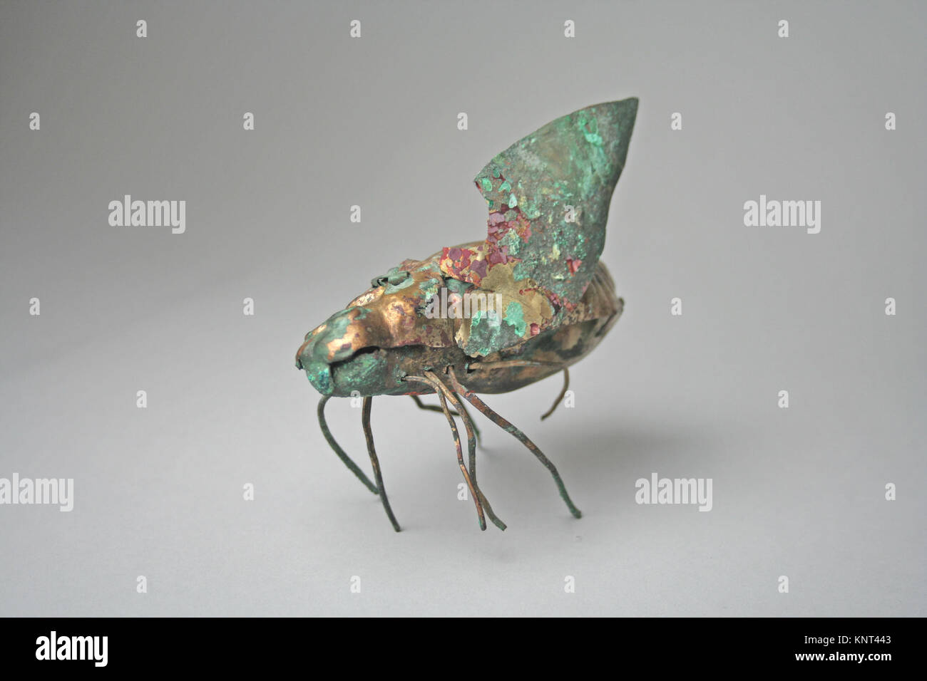 A preserved bee specimen, showing wings, legs, and body segments, used ...