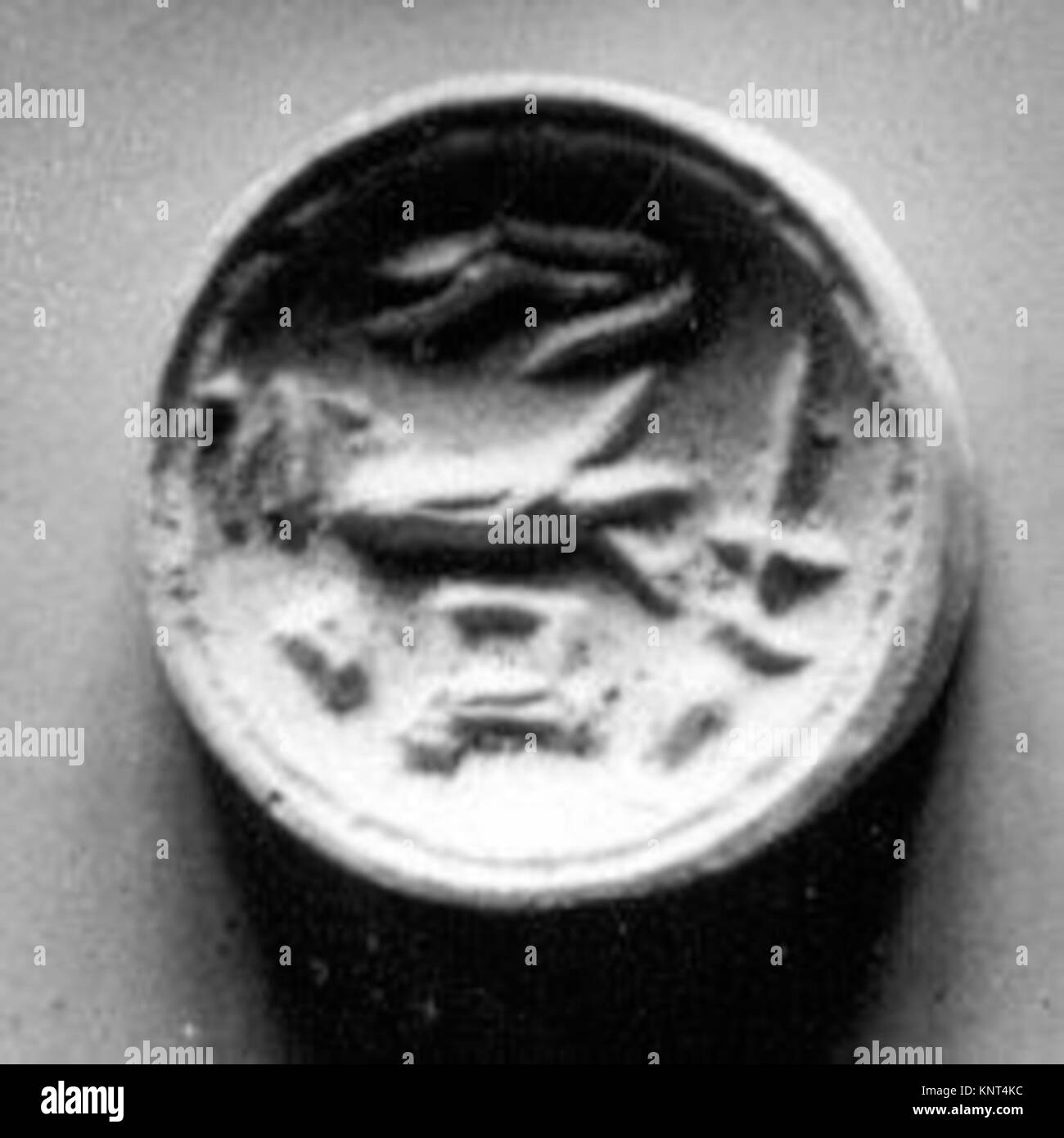 Seal faces Black and White Stock Photos & Images - Alamy