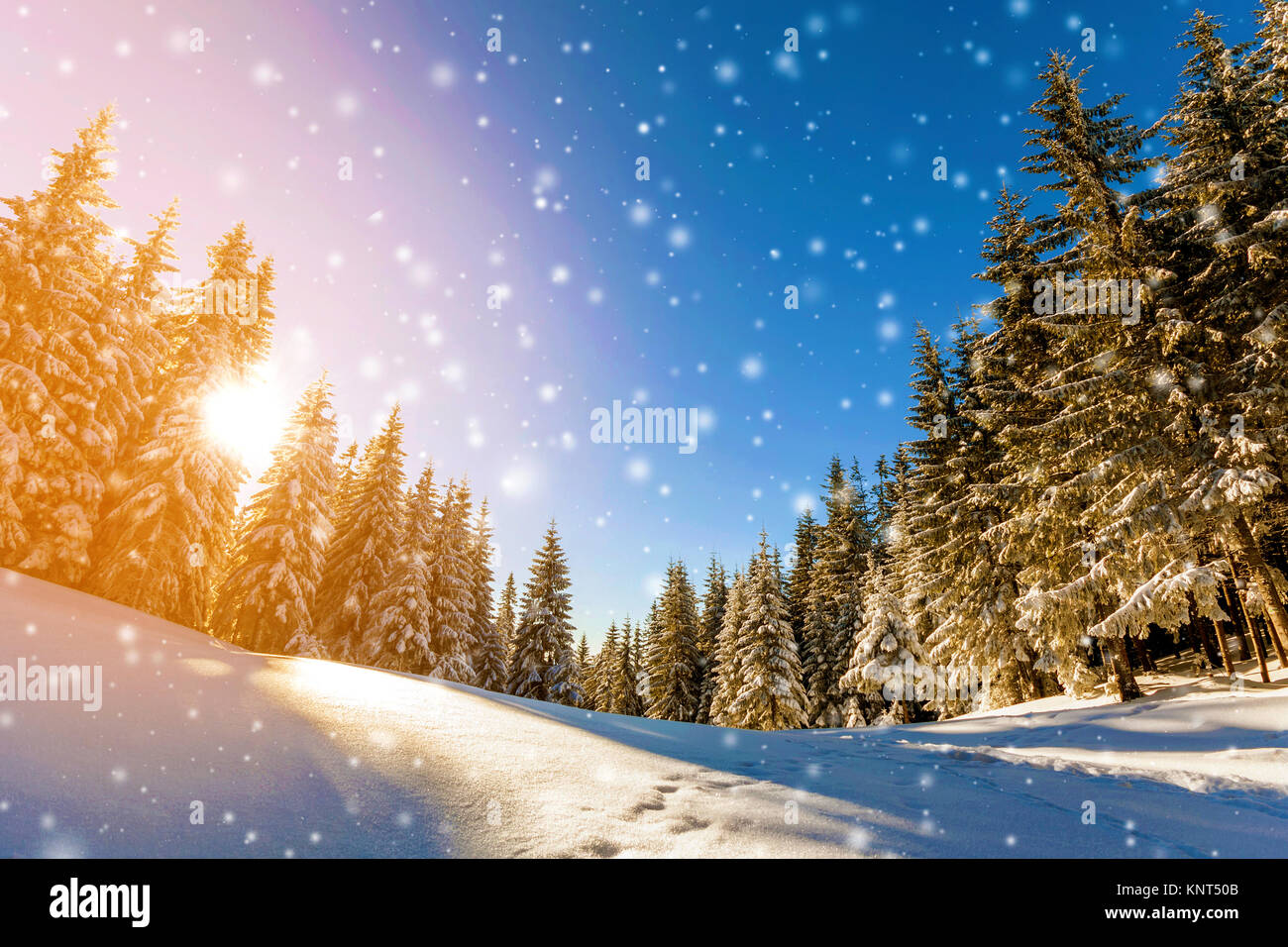Pine trees in mountains and falling snow in fairy tale winter sunny ...