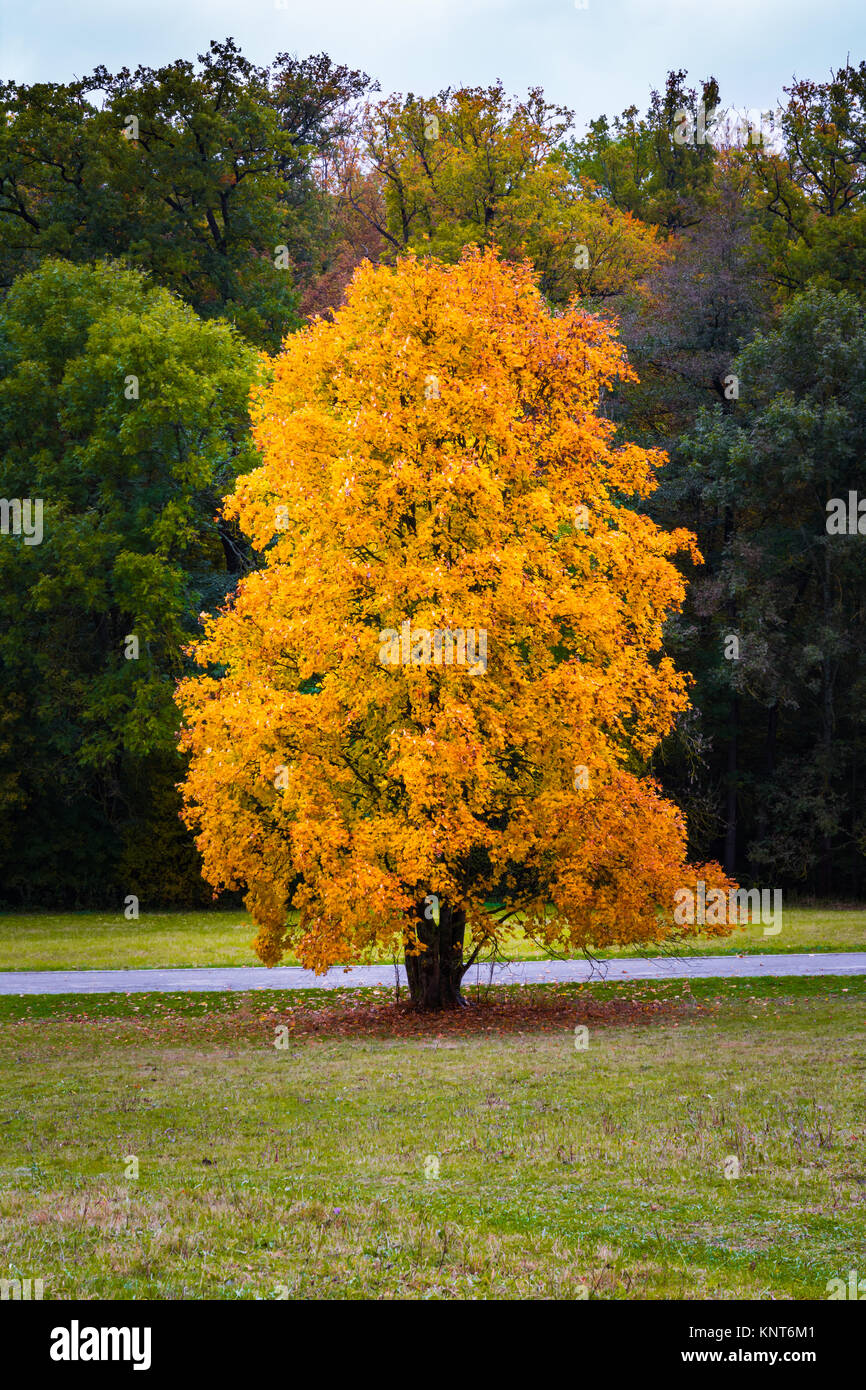 Autumn Fall Season Changing Leaves Contrast Single Oak Tree Alone ...