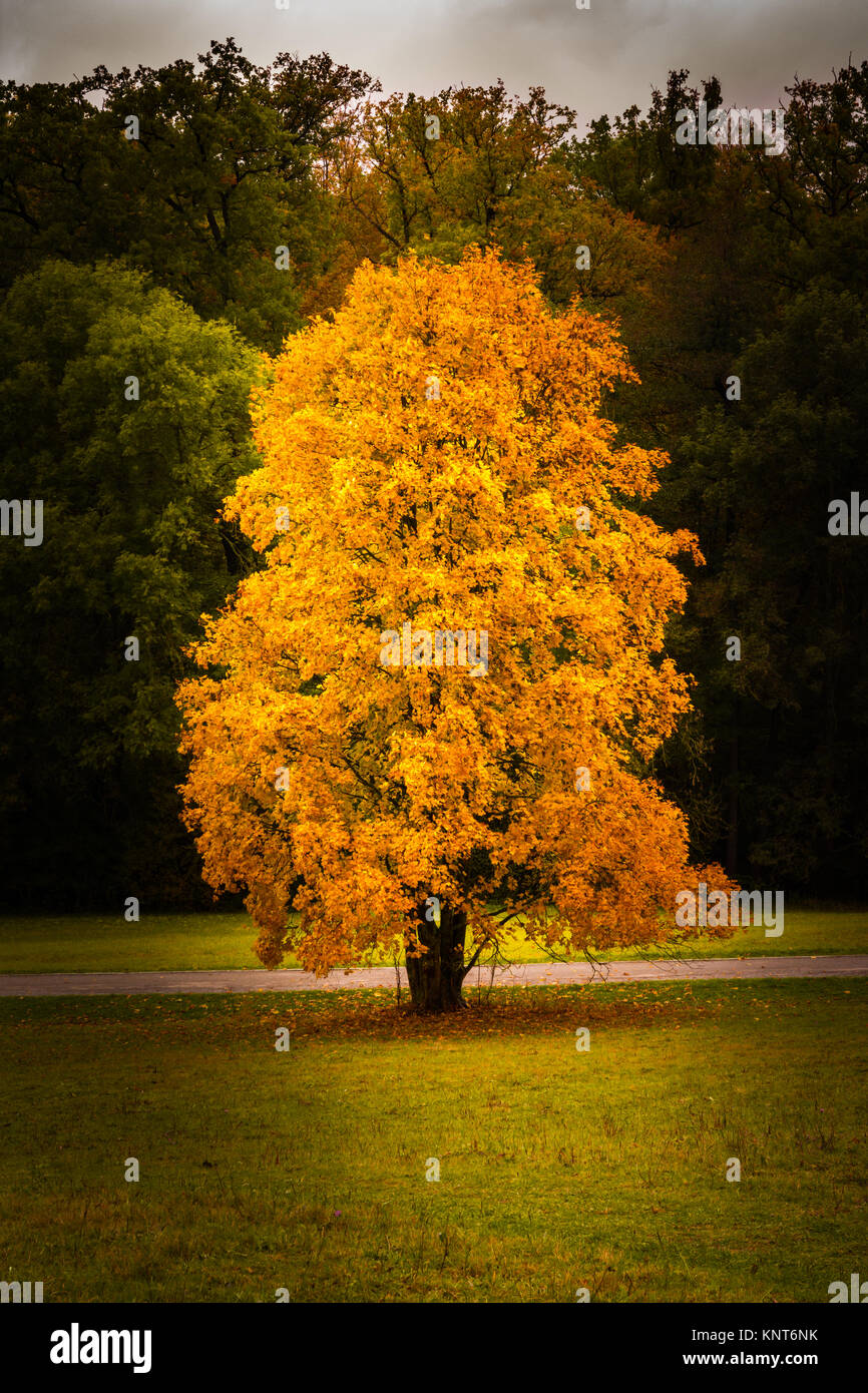 Autumn Fall Season Changing Leaves Contrast Single Oak Tree Alone ...