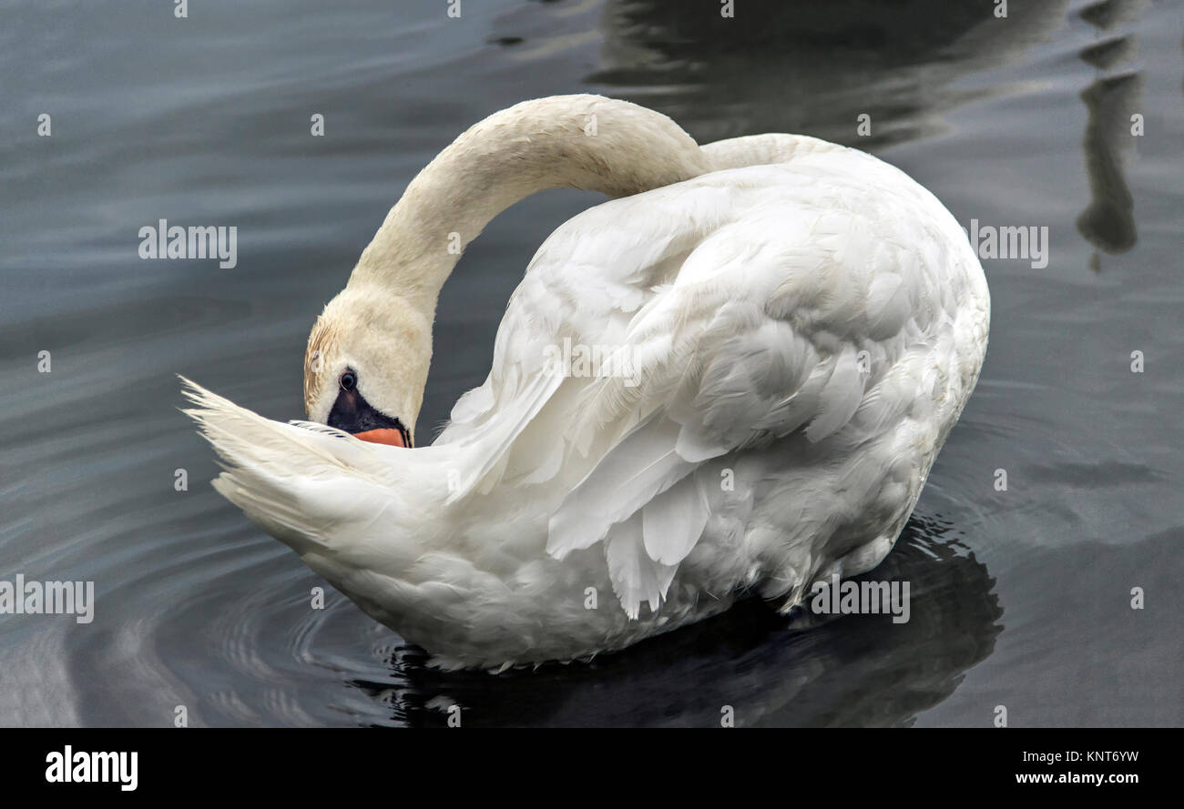 River Danube - Swan (Cygnus cygnus) preening its tail feathers Stock ...