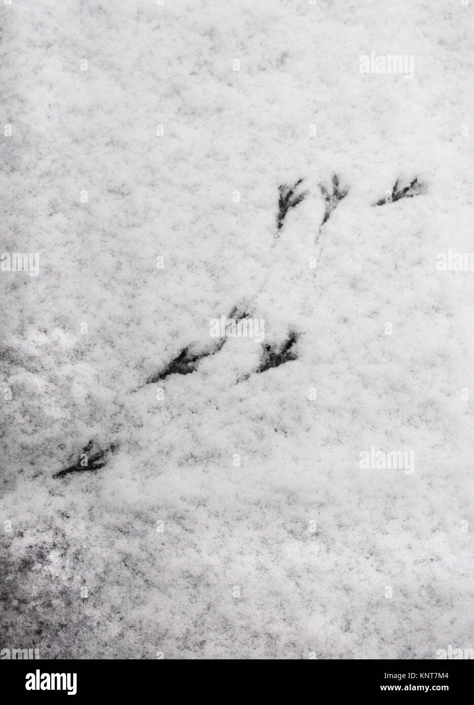 bird footprints in snow Stock Photo - Alamy