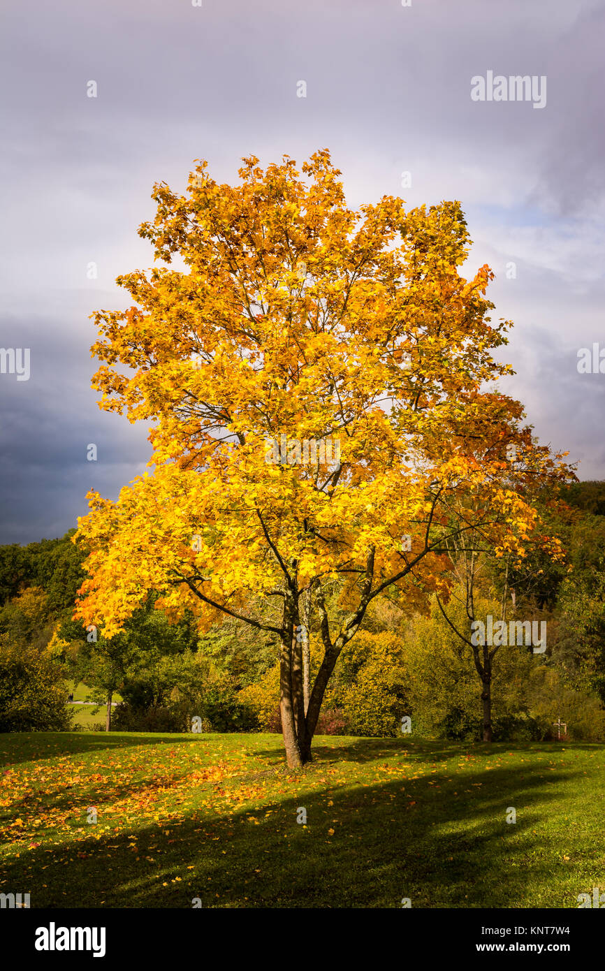 Autumn Fall Season Changing Leaves Contrast Single Tree Alone Forest ...