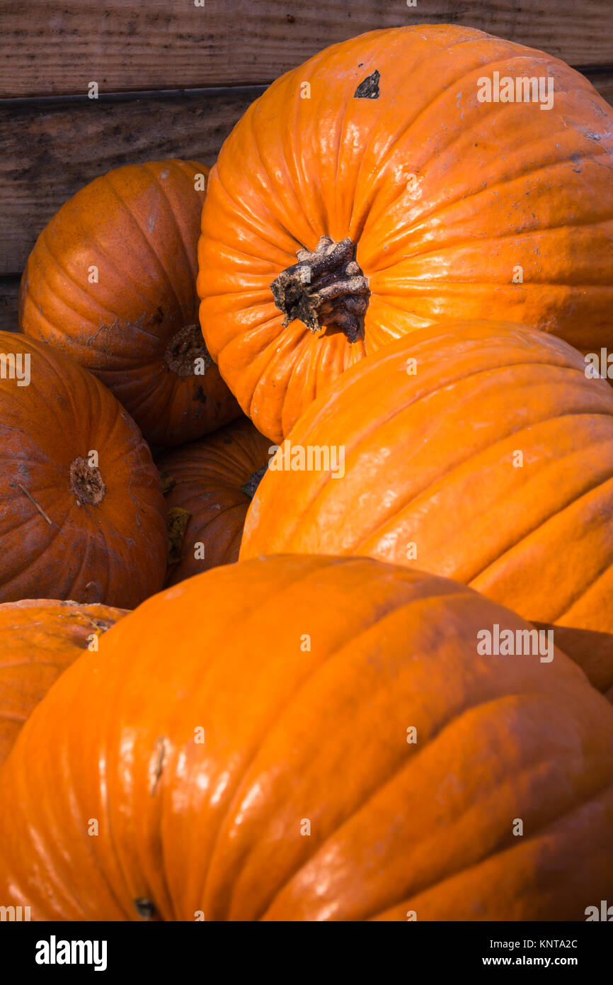 Group Pumpkin Closeup Texture Field Many Colorful Orange White Green ...