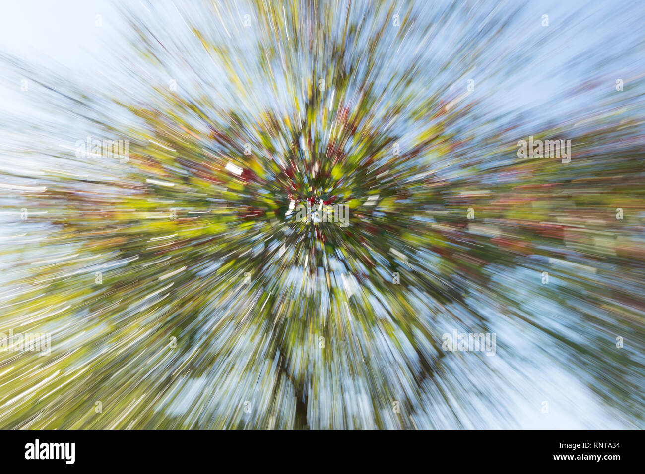 Abstract zoom of tree with flowers red, green and blue Stock Photo - Alamy