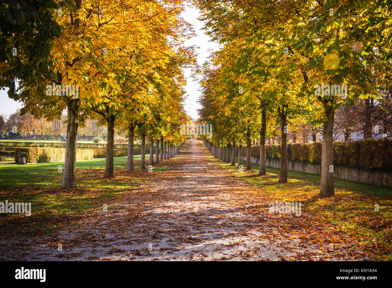 Park Pathway Trail Autumn Fall Stone Dirt Walking Long Perspective Dead ...