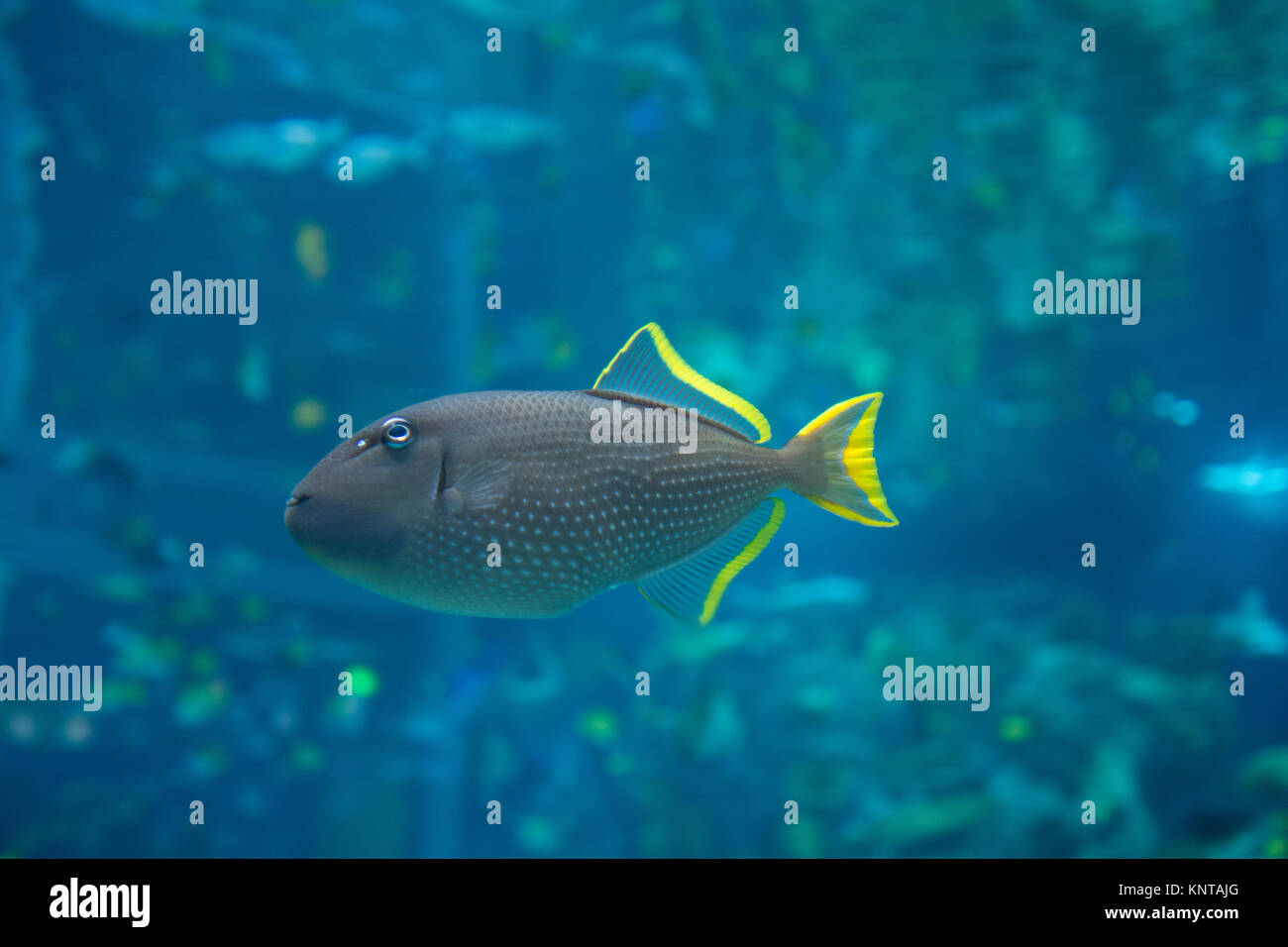 Side profile of a tropical fish swimming in the aquarium Stock Photo ...