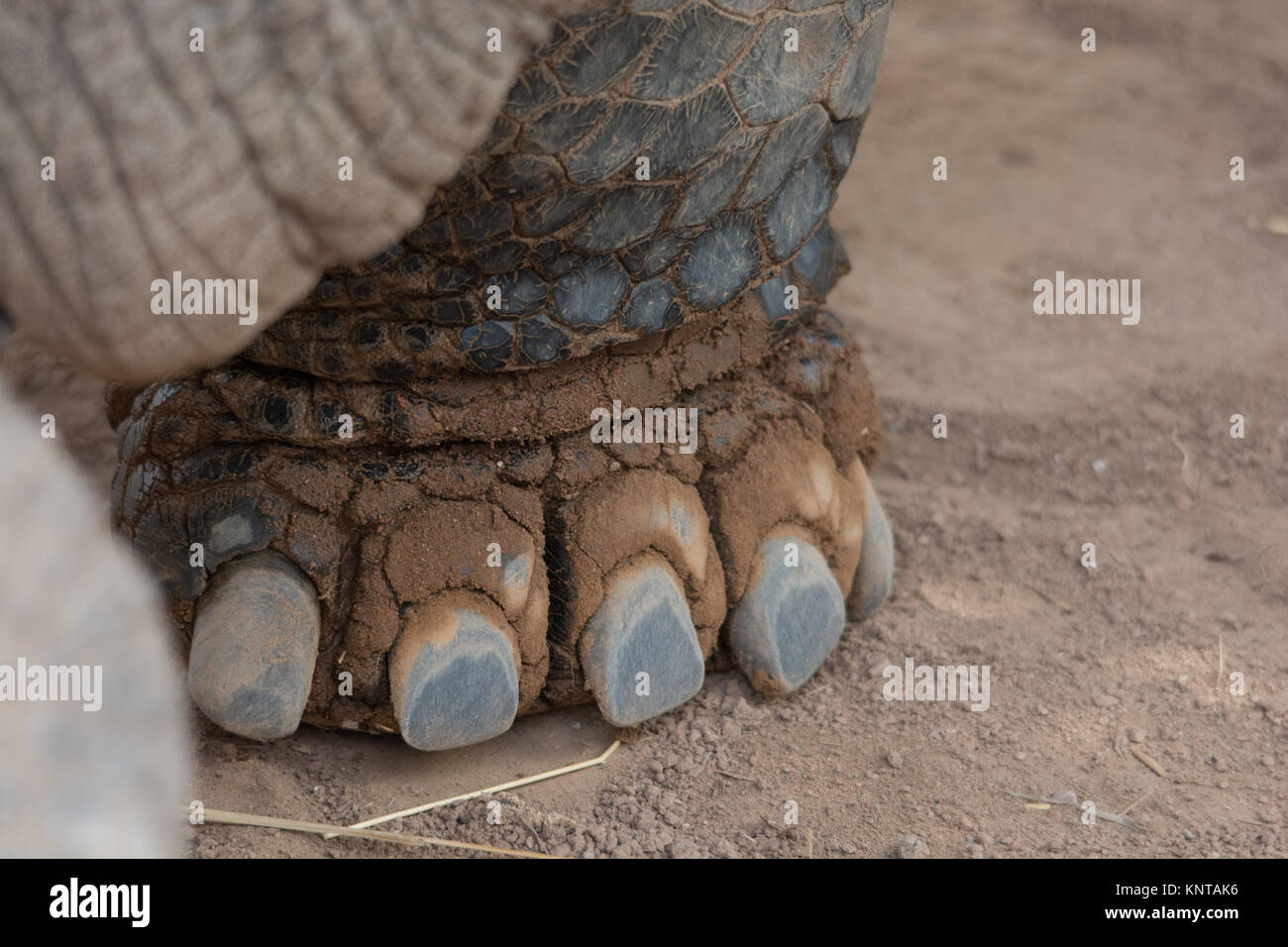 Giant tortoises walking hi-res stock photography and images - Alamy