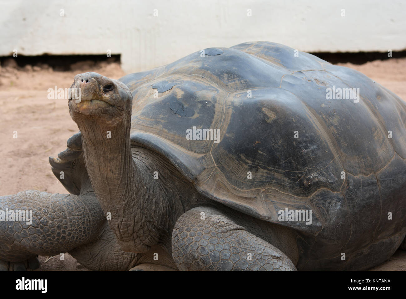 Tortoise looking to the left side ,close up Stock Photo - Alamy