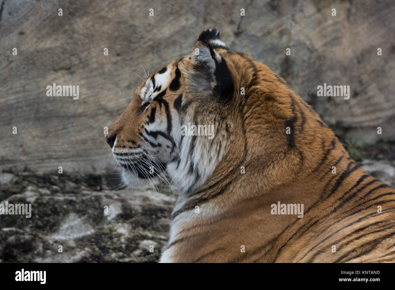 Tiger head shot staring to the left, side profile Stock Photo - Alamy