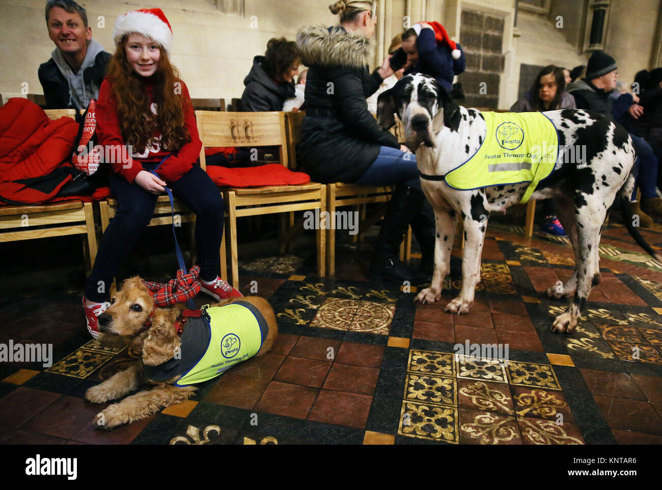 Ten year old cocker spaniel heidi hi-res stock photography and images ...