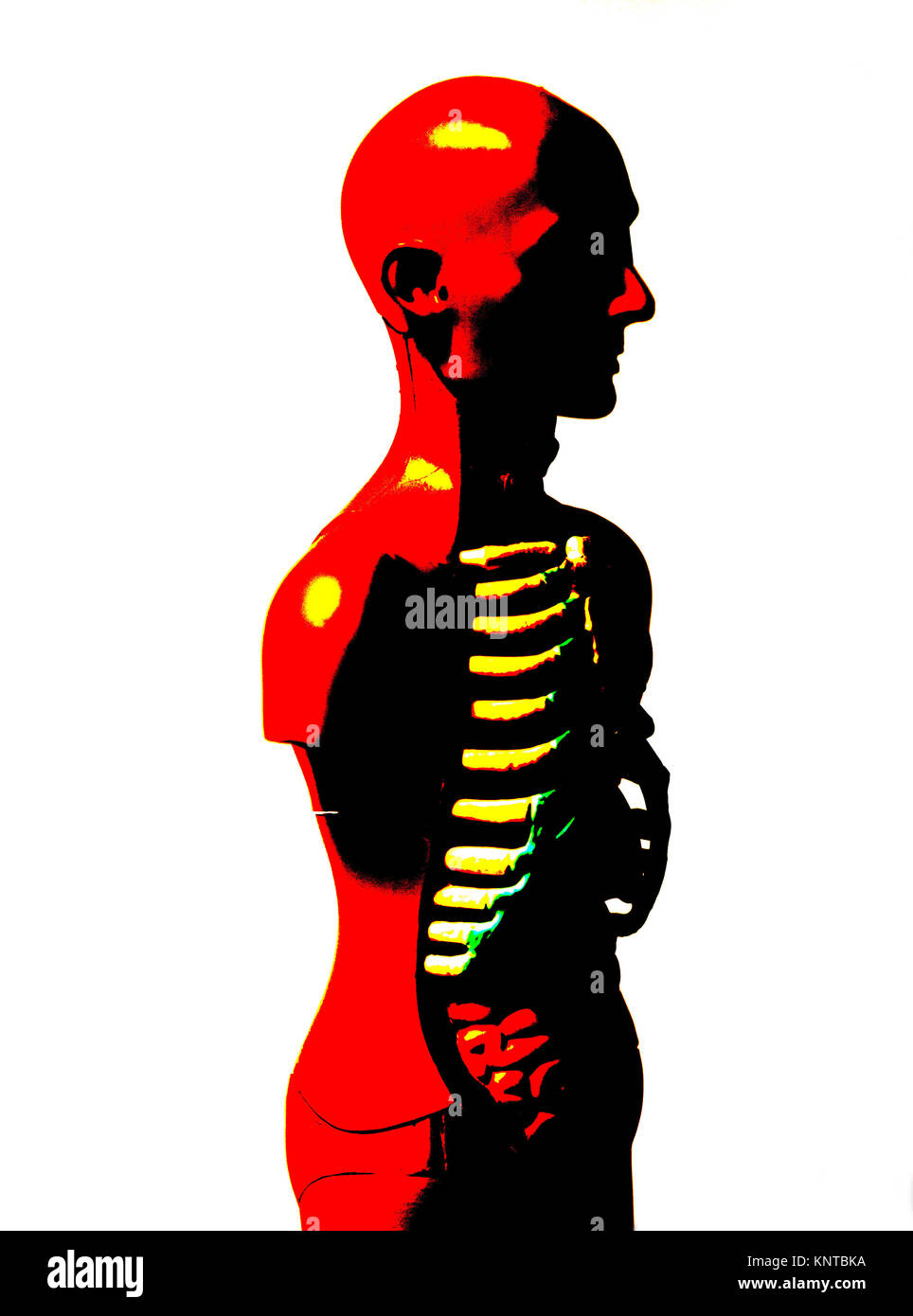 Human Body Anatomy Model illustration on white background Stock Photo ...