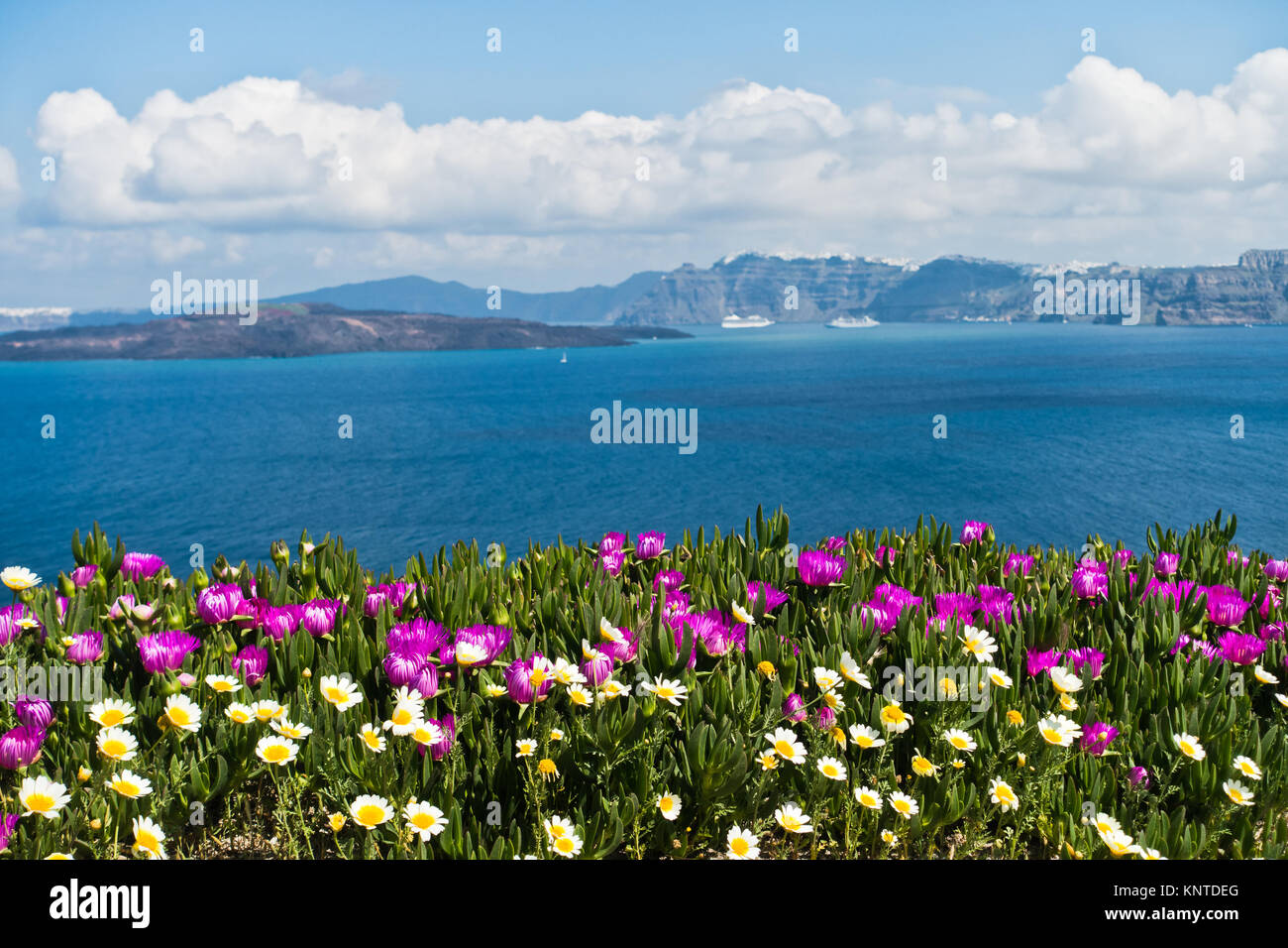 Santorini island flora hi-res stock photography and images - Alamy