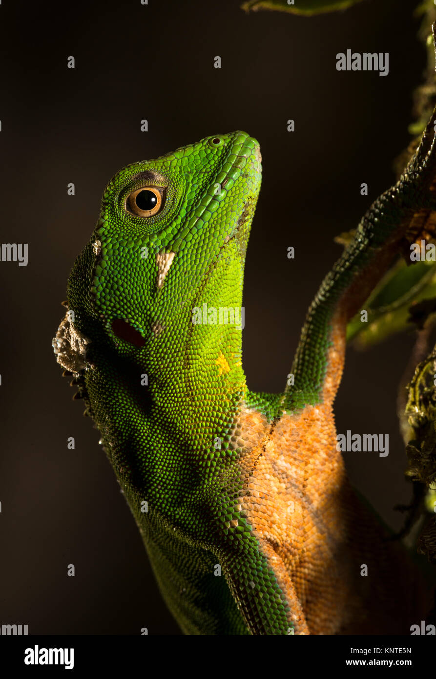 An Enyalius iheringii lizard from the Atlantic Rainforest of SE Brazil ...