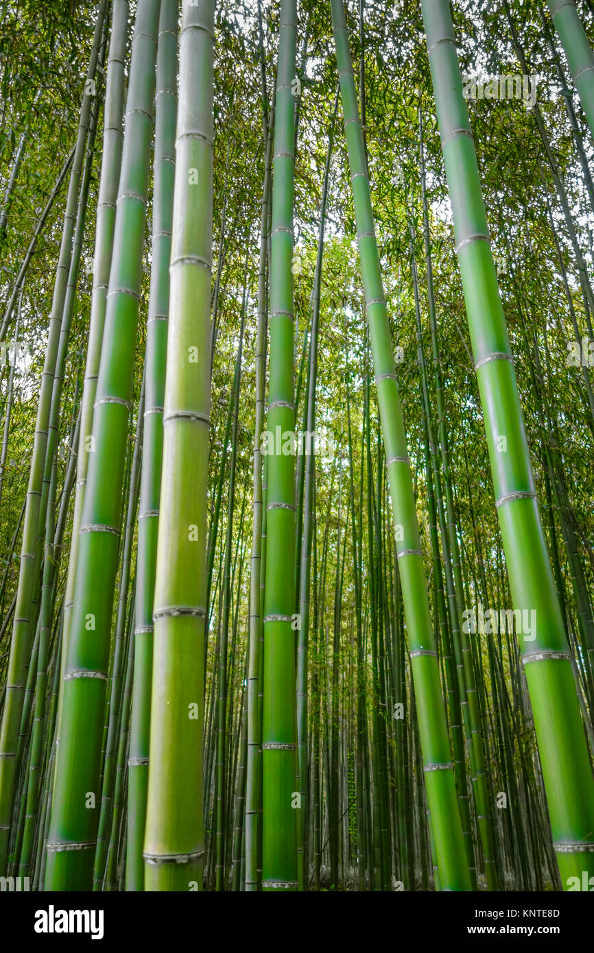 Arashiyama bamboo forest in Sagano, Kyoto, Japan Stock Photo - Alamy