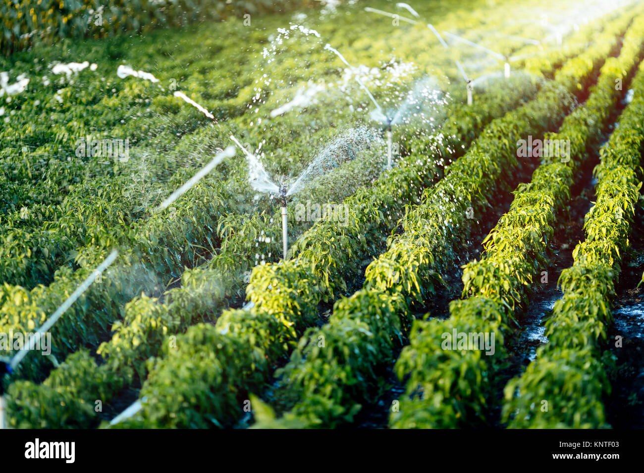 Drip irrigation hi-res stock photography and images - Alamy
