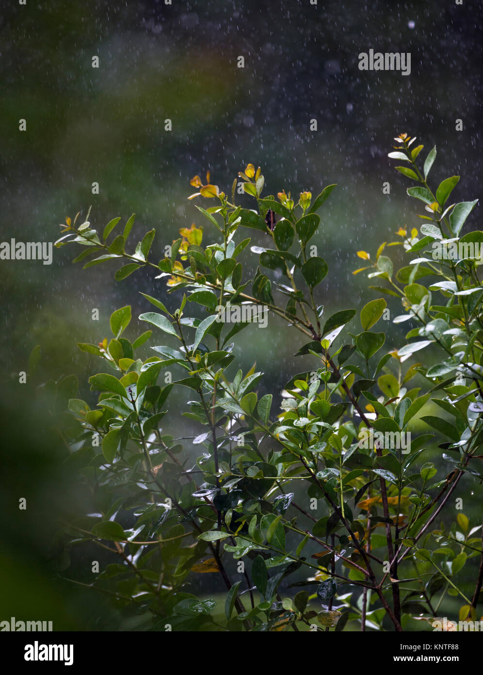 Light rain in the Atlantic Rainforest of SE Brazil Stock Photo - Alamy