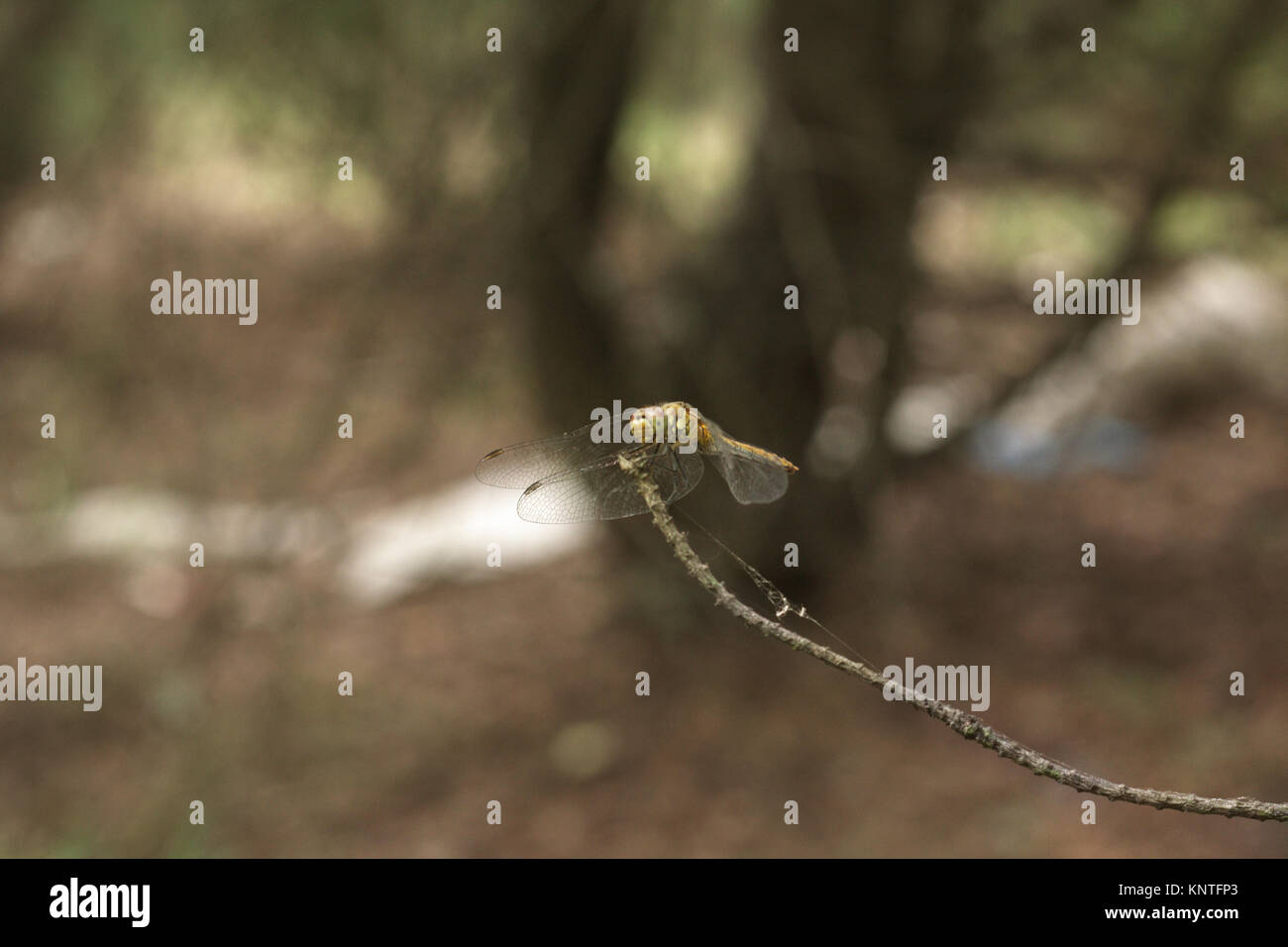 Drooping Wing High Resolution Stock Photography and Images - Alamy