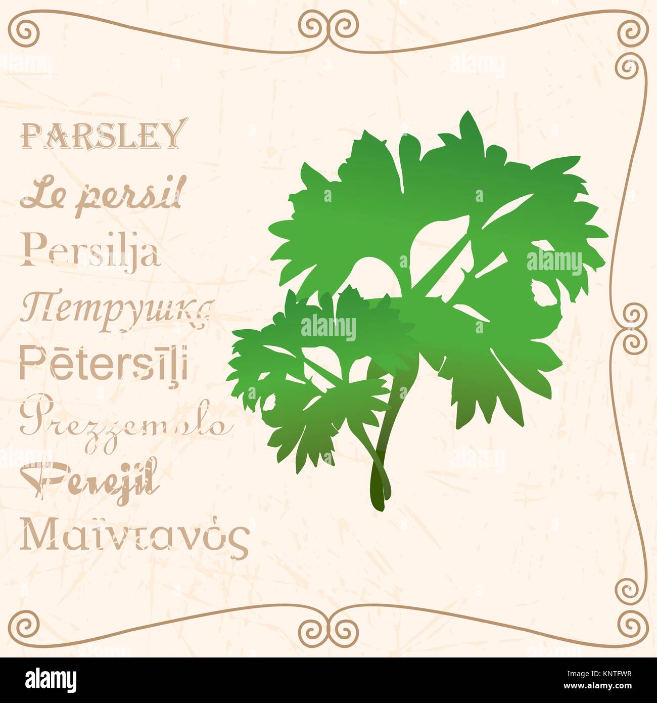 Sprig of parsley in vintage style Stock Vector Image & Art - Alamy