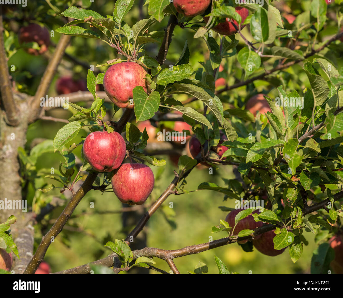 Apples Without Treatment High Resolution Stock Photography and Images ...