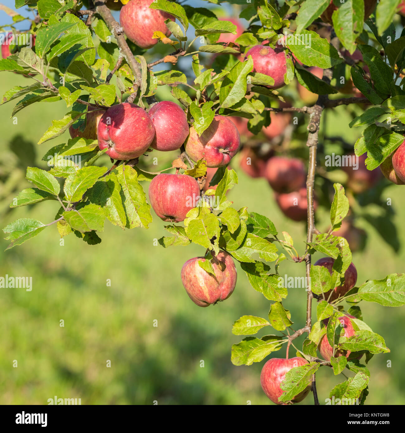 Apples Without Treatment High Resolution Stock Photography and Images ...