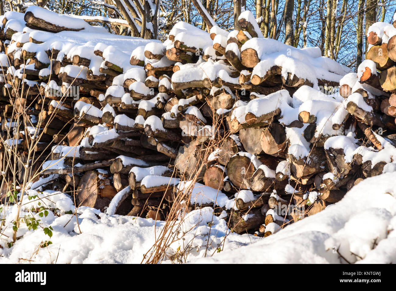Timber stockpile hi-res stock photography and images - Alamy