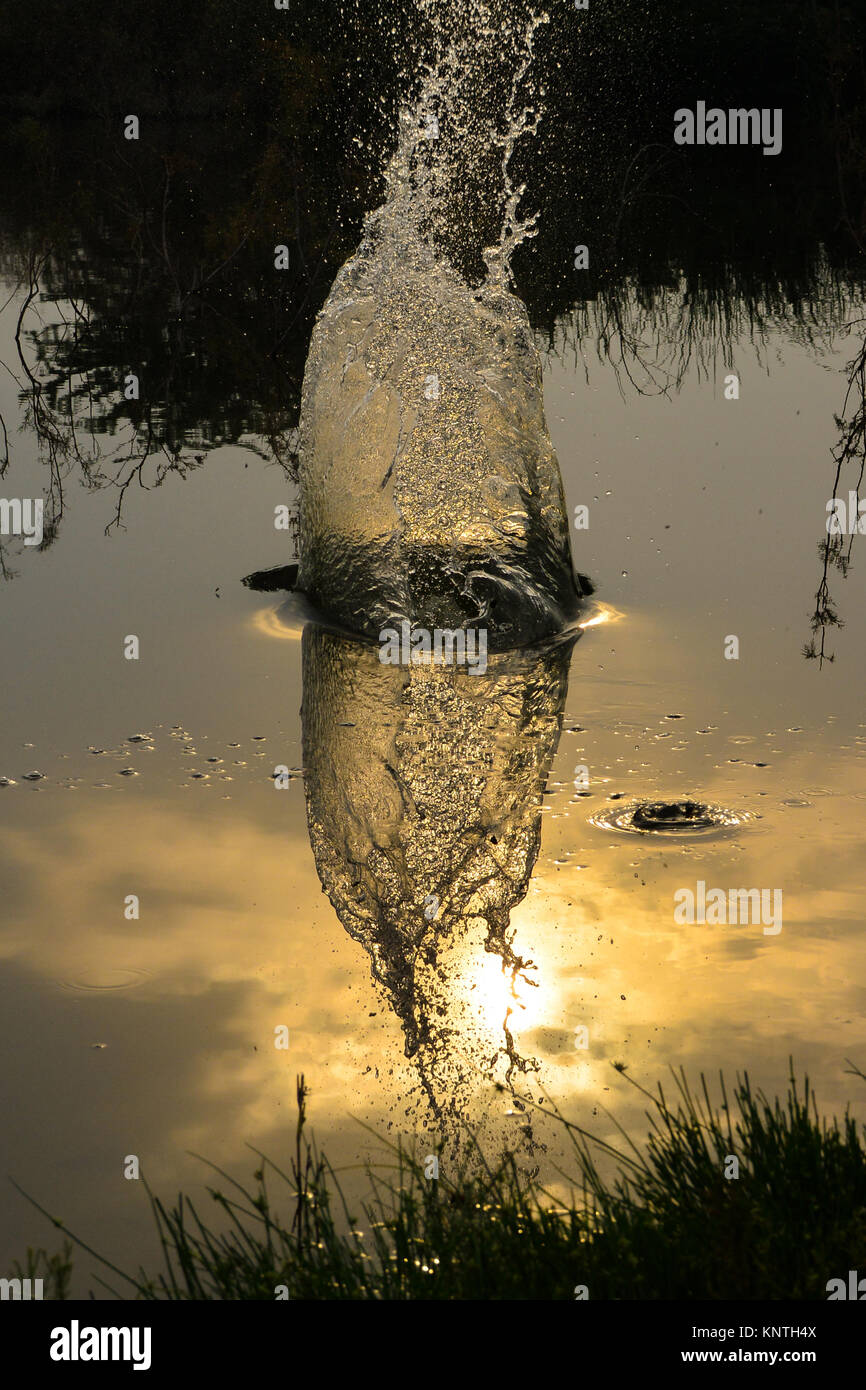 Water splash with sunset Stock Photo - Alamy