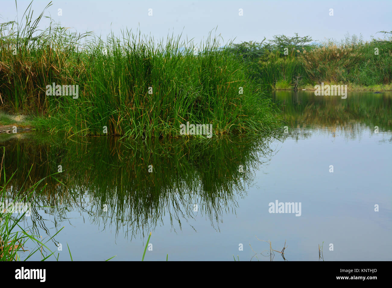 Grass and reflection in lake Stock Photo - Alamy