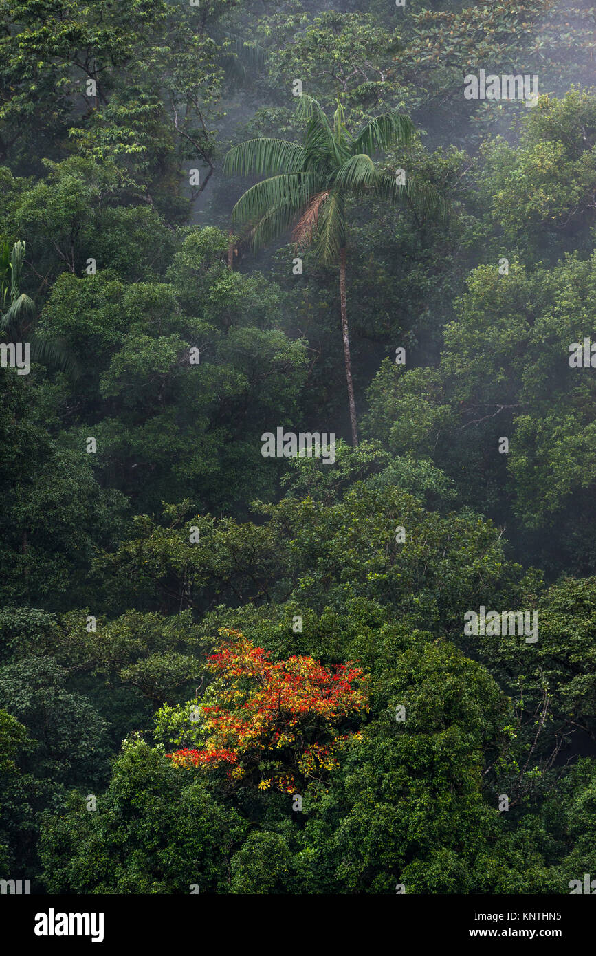 Tropical vegetation from the Atlantic Rainforest of SE Brazil, with a ...