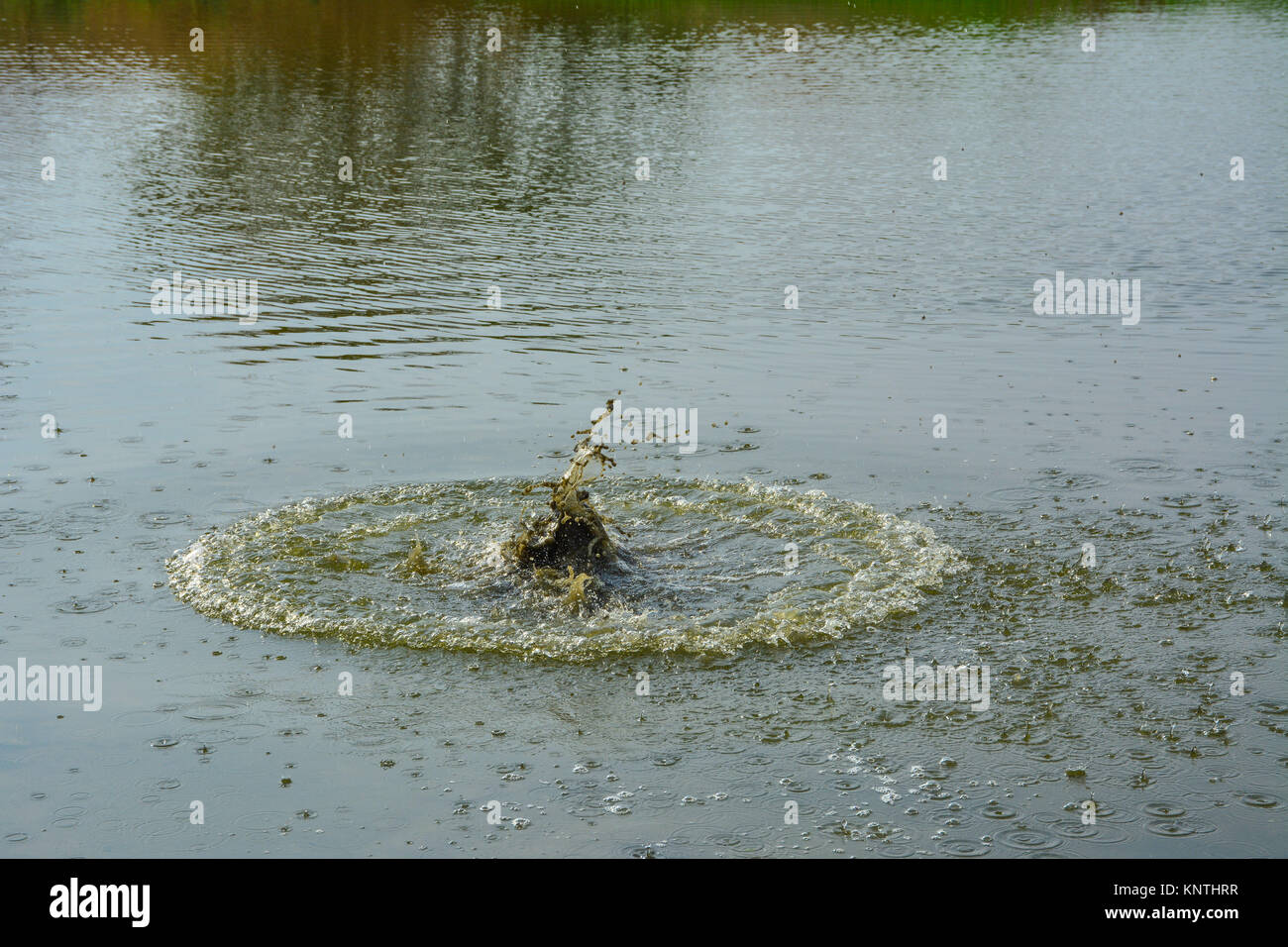 Water splash ripple and waves Stock Photo - Alamy